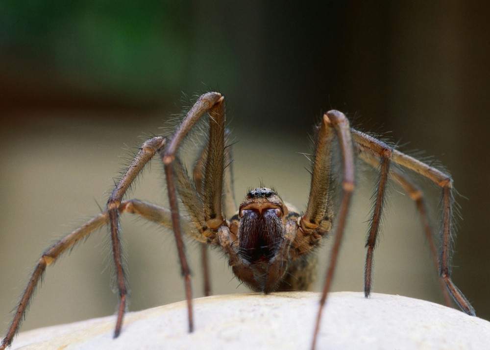 Piqûre d'araignée lit : Identifier la morsure et agir - cnerea.fr